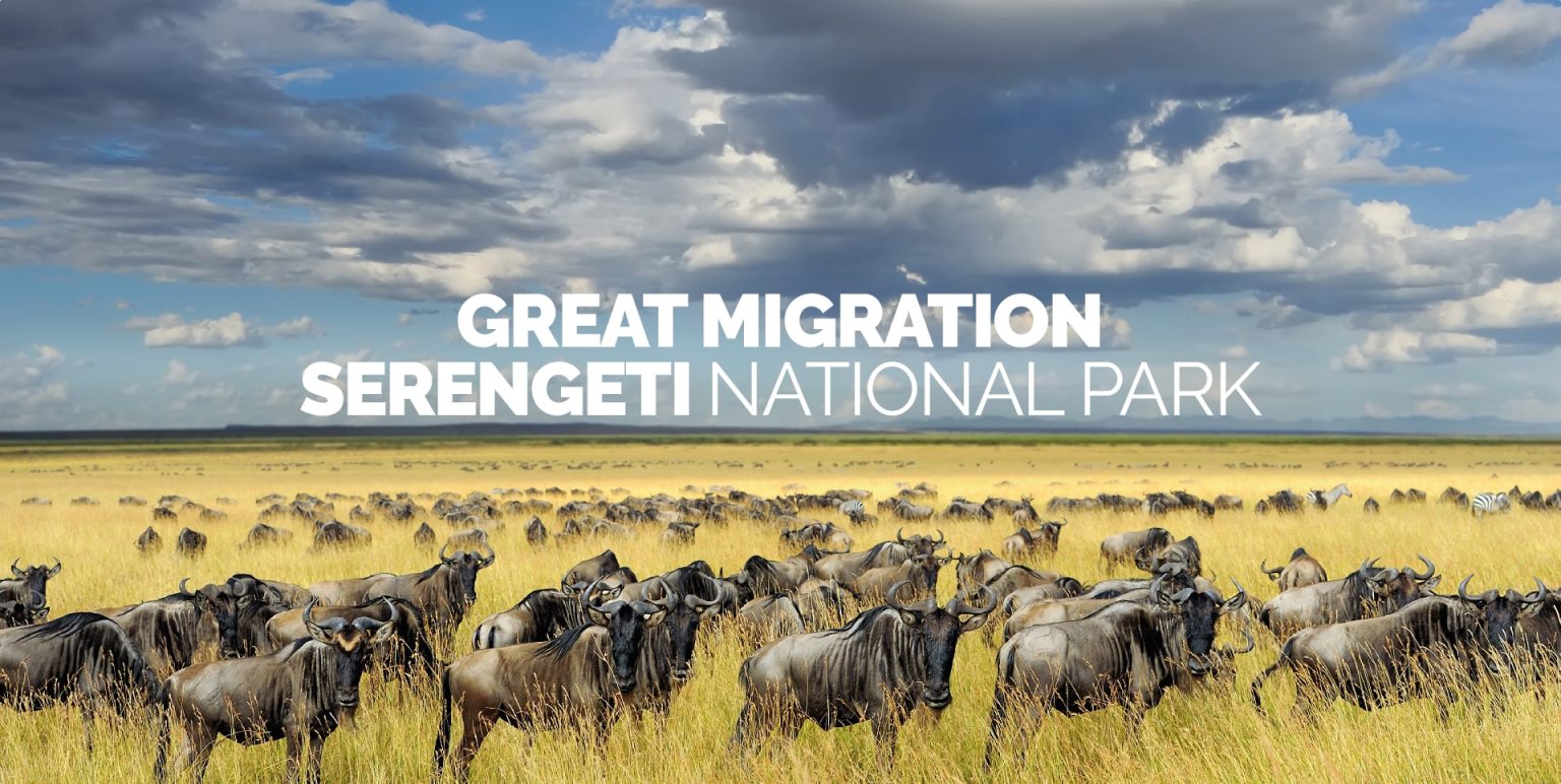 Serengeti National Park – The land of endless plains